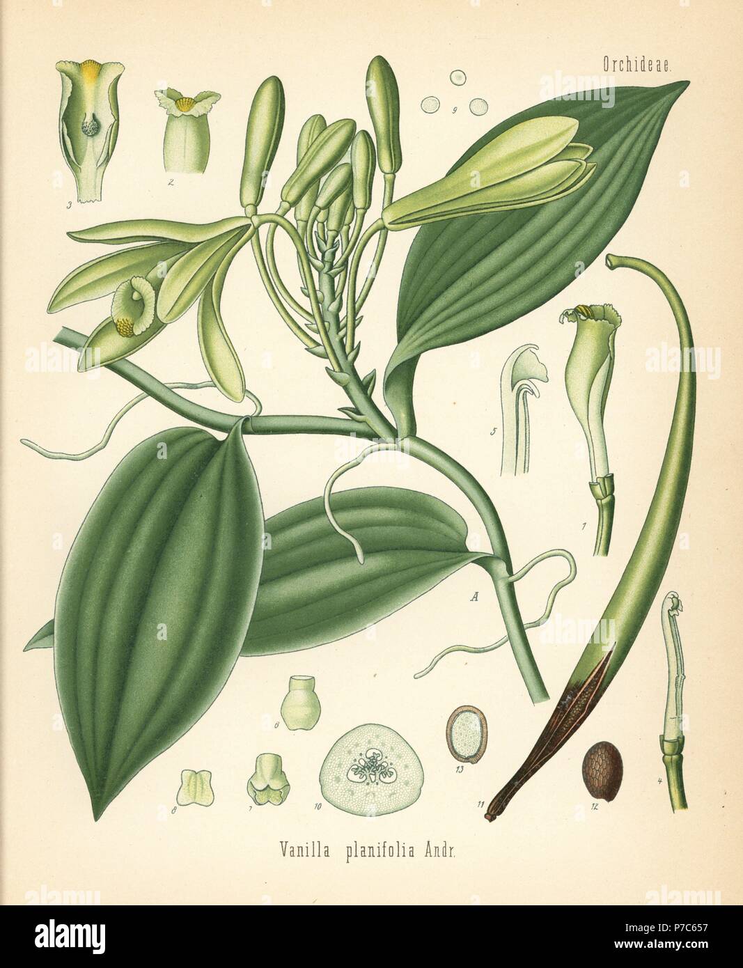 Vanilla Plant Drawing Vanilla Plant Hand Drawn Botanical Illustration