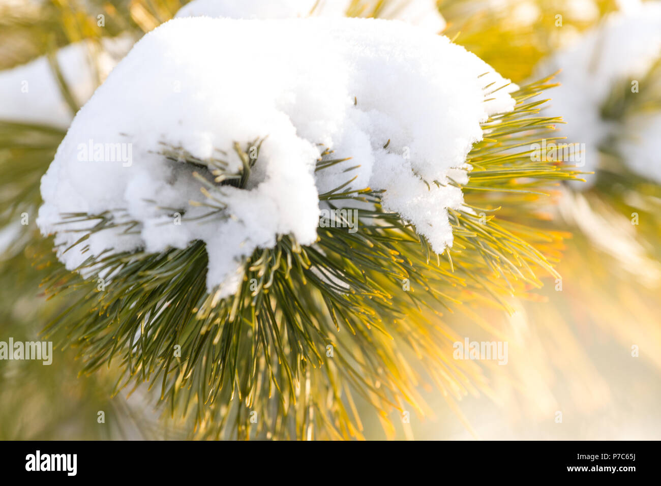Conifer Tree Russia High Resolution Stock Photography and Images - Alamy