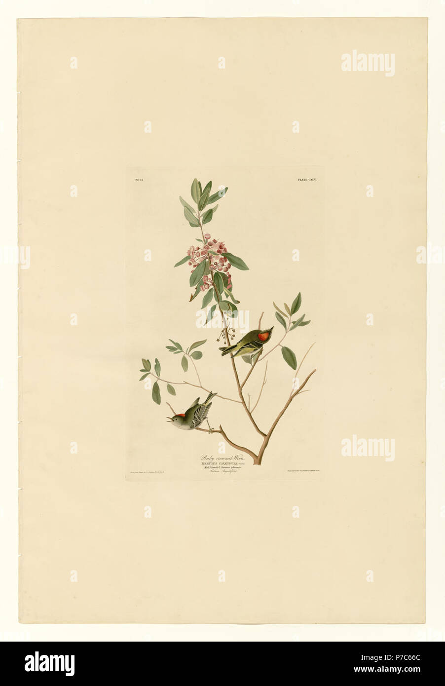 Crowned wren hi-res stock photography and images - Alamy