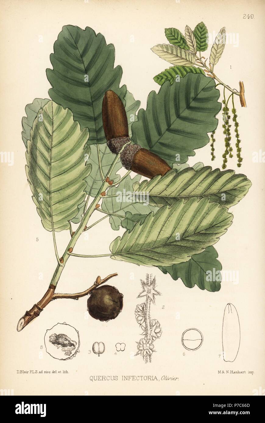 Aleppo oak, Quercus infectoria. Handcoloured lithograph by Hanhart ...
