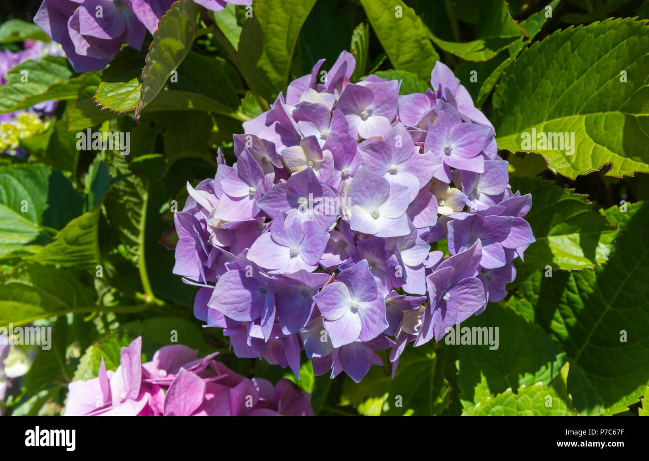 Closeup of a single purple Hydrangea (Hydrangea macrophylla) flower ...