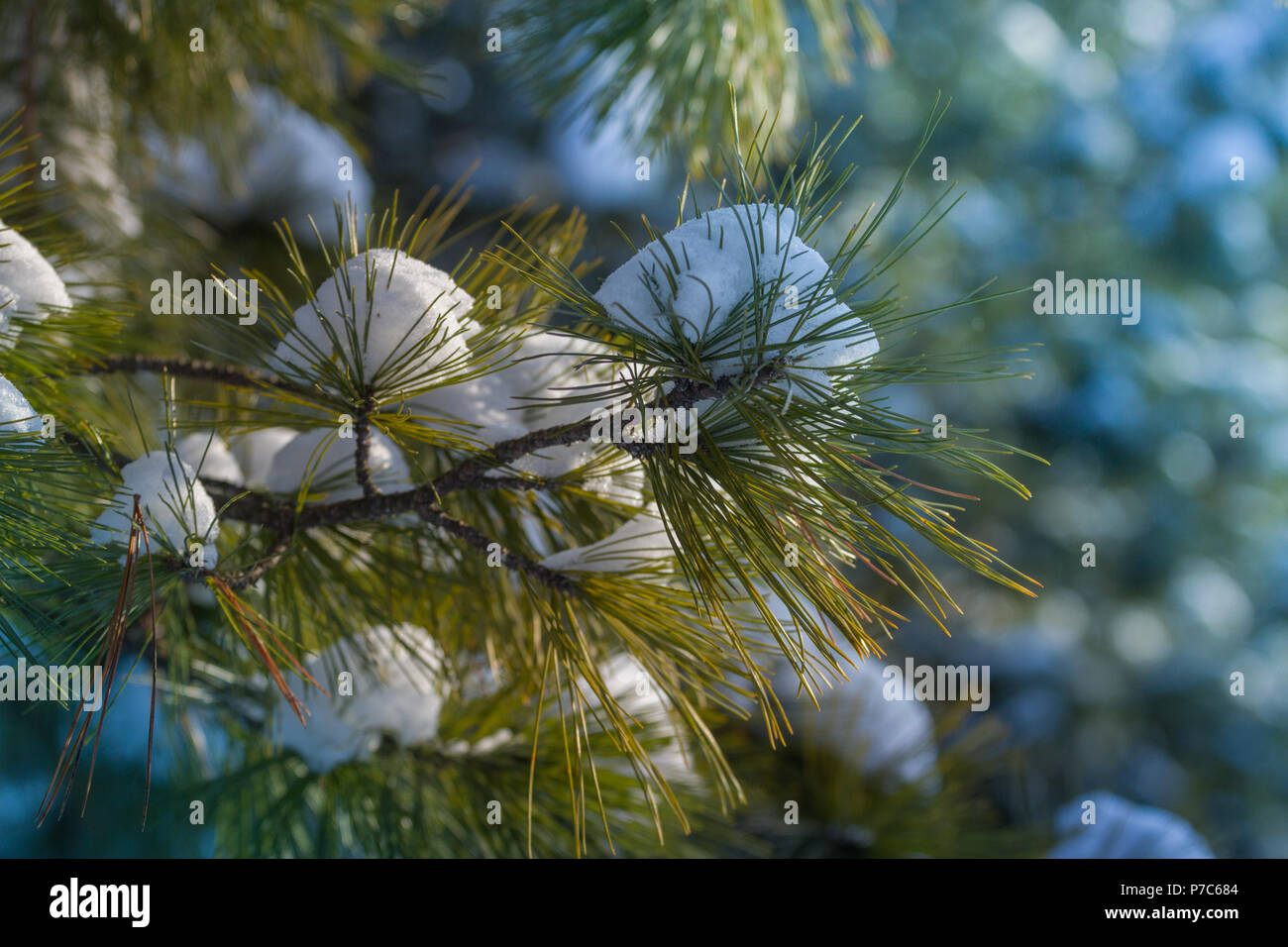Frozen pine bough hi-res stock photography and images - Alamy