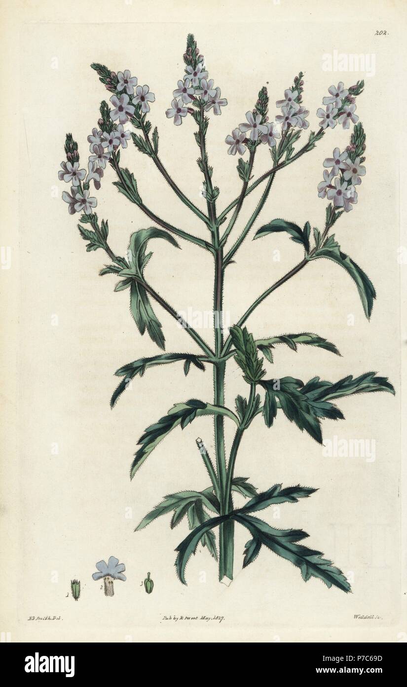 Verbena officinalis var. africana (Nepaul vervain, Verbena sororia ...
