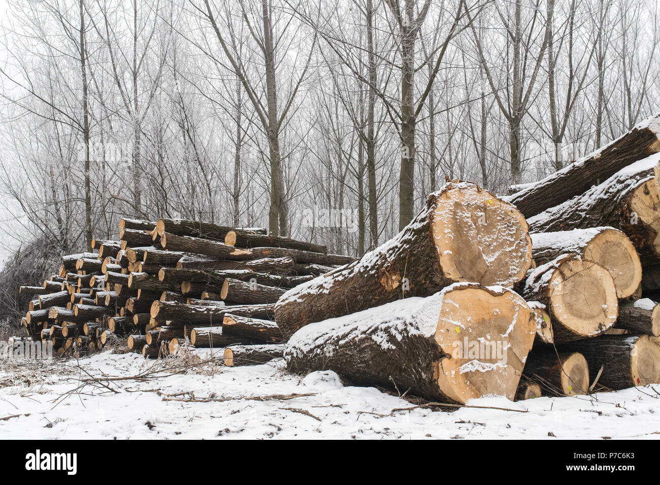 Pile firewood in forests hi-res stock photography and images - Alamy