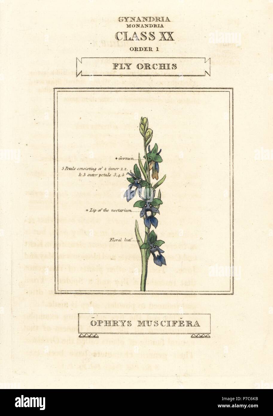 Ophrys insectifera illustration hi-res stock photography and images - Alamy