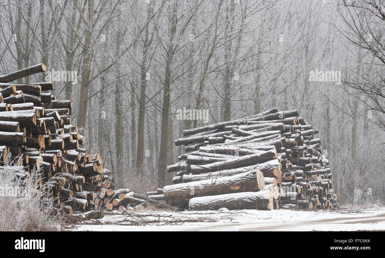 Firewood in the winter hi-res stock photography and images - Alamy