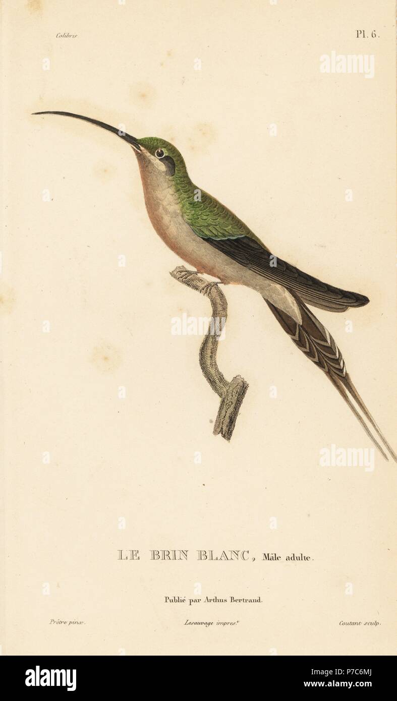 Long tailed hummingbirds hi-res stock photography and images - Alamy