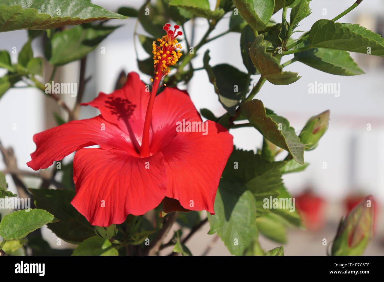 Hibiscus in the sun hi-res stock photography and images - Alamy