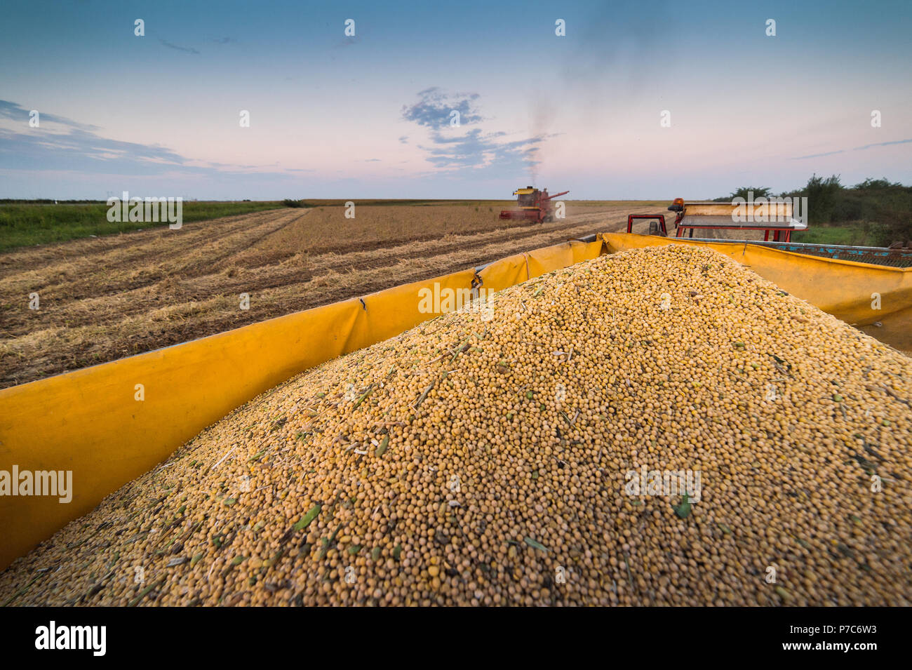 Soy beans in tractor trailer Stock Photo - Alamy