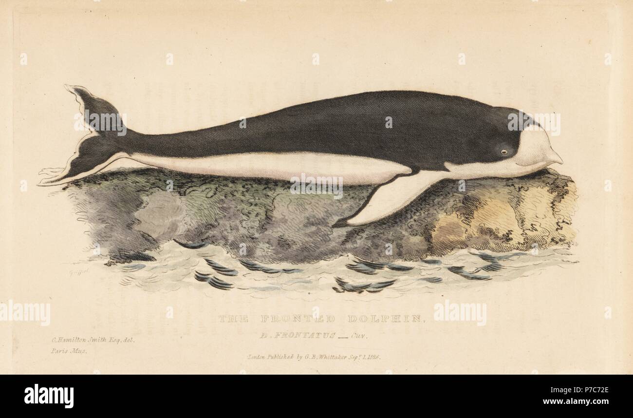 Delphinus geoffrensis hi-res stock photography and images - Alamy