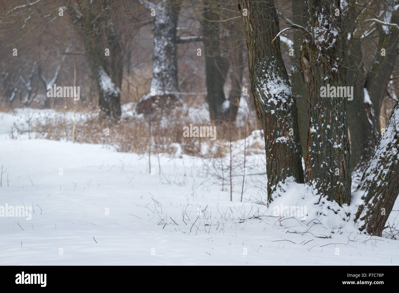 Wide snow meadow with road and two oaks in cloudy day. Winter field ...