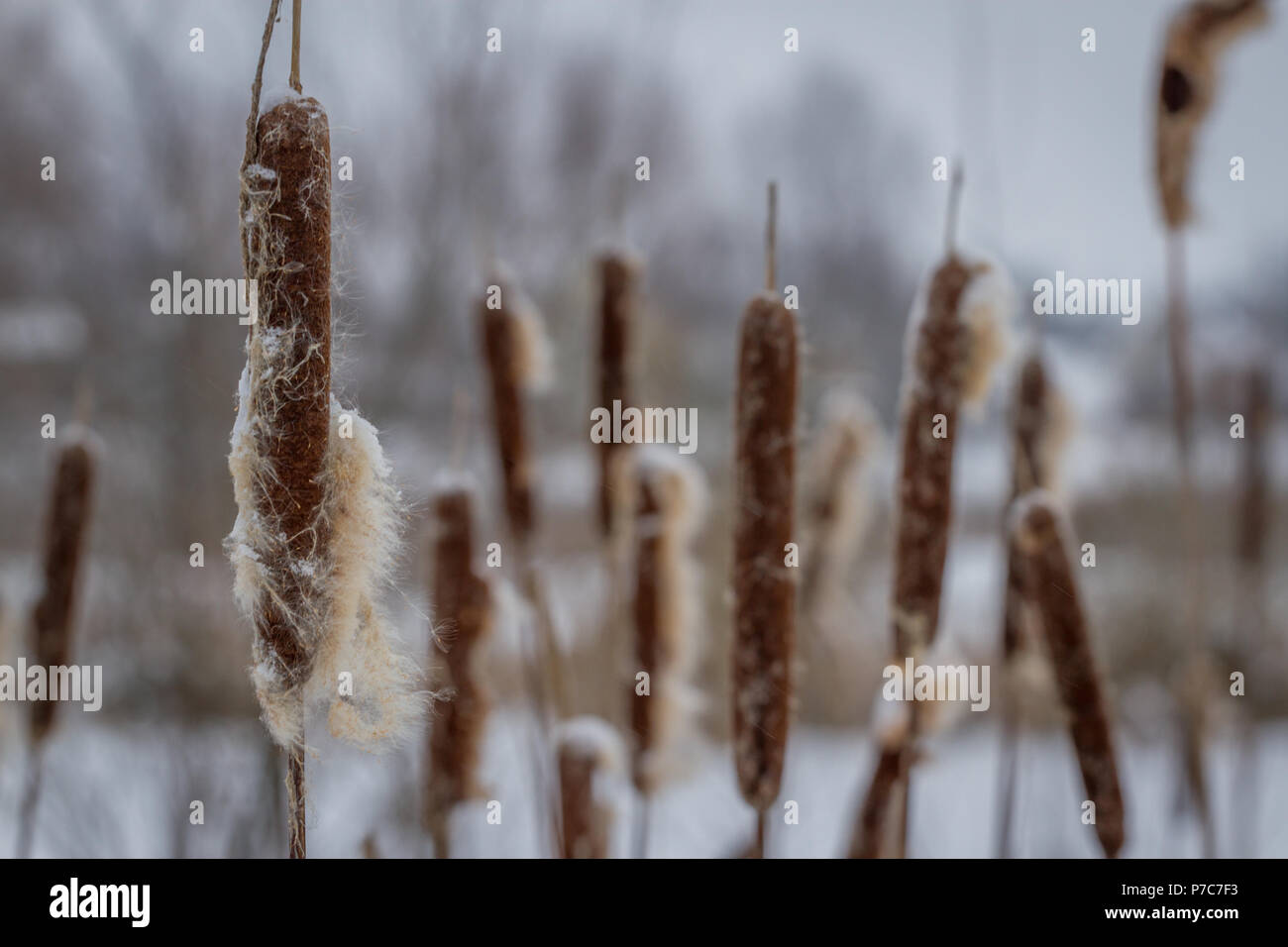 Common reed bunting on the reedmace. Snow Stock Photo - Alamy