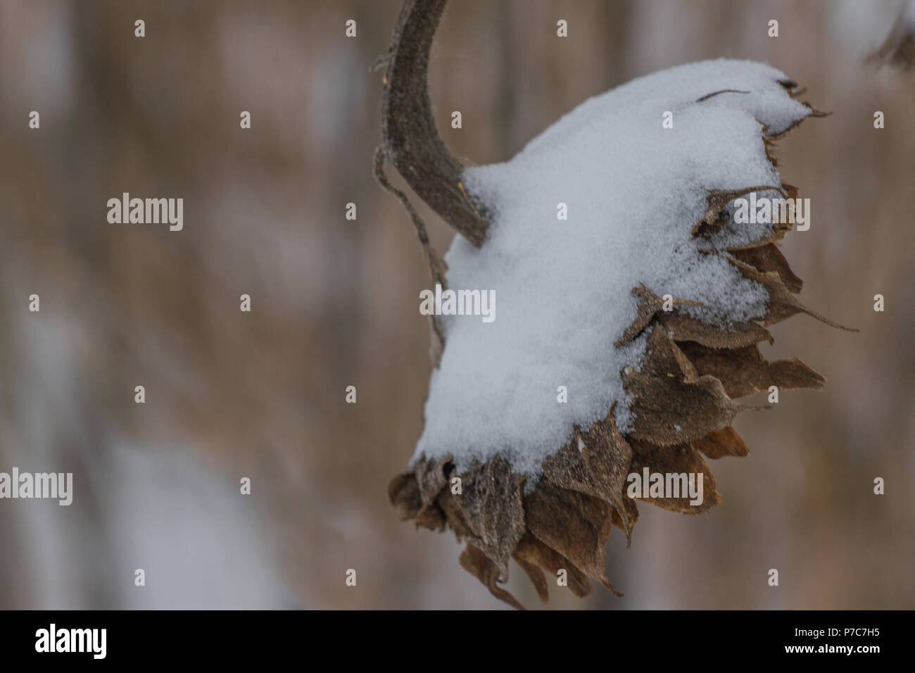 Frozen, dried flower sunflower covered with snow Stock Photo - Alamy