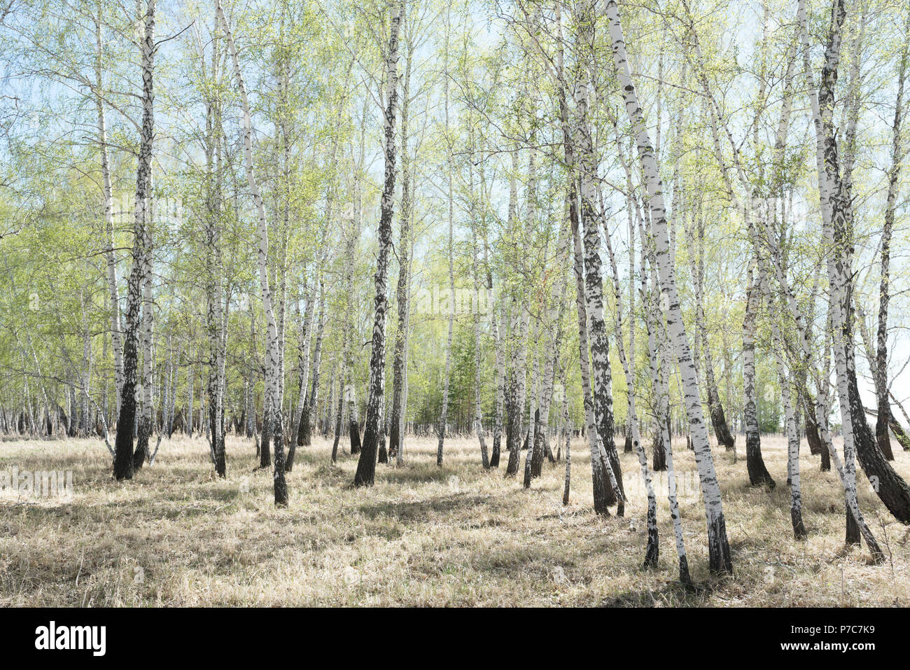 Spring birch forest Stock Photo - Alamy