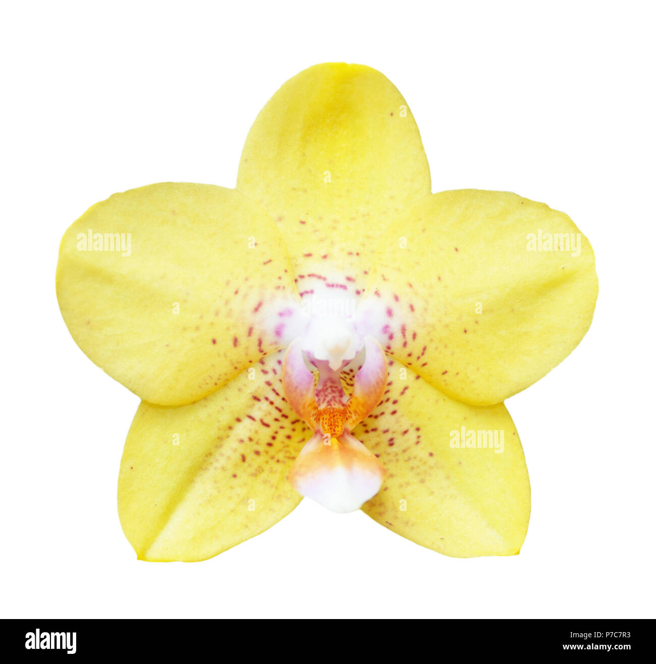 Beautiful yellow orchid phalaenopsis hi-res stock photography and ...