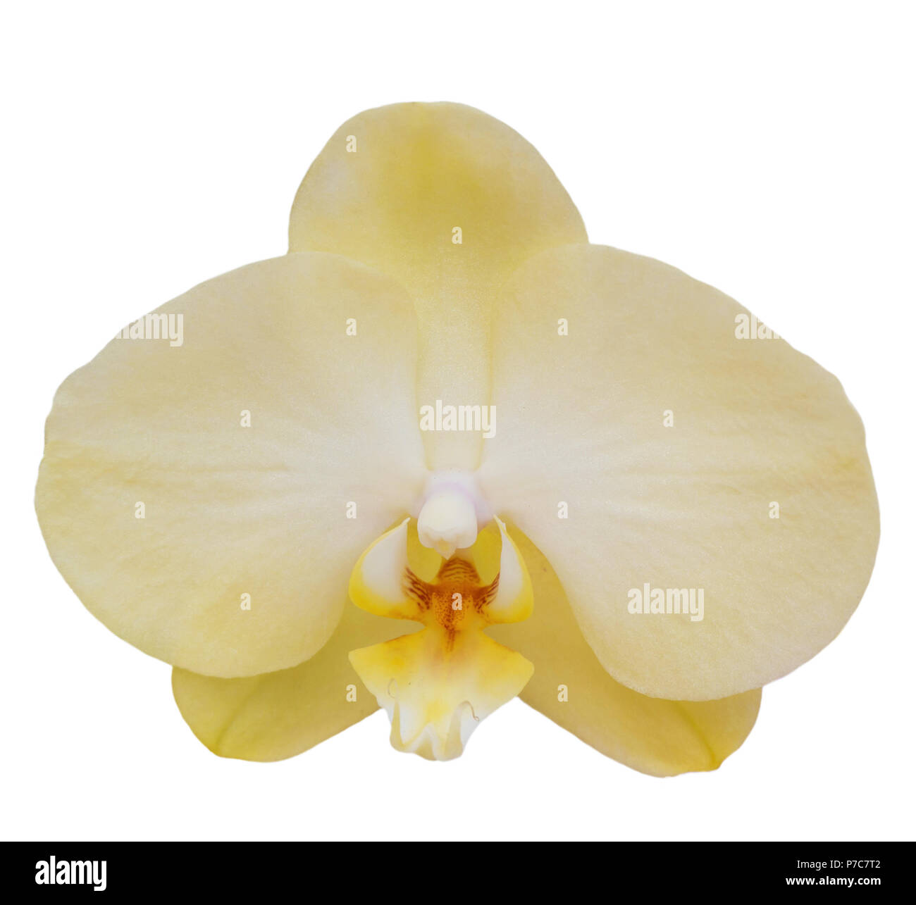 Orange yellow pink pattern Cut Out Stock Images & Pictures - Alamy