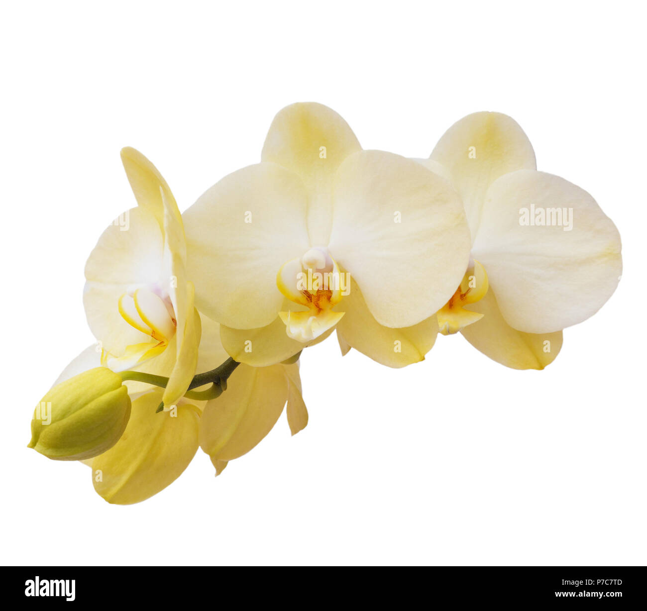 Orchird hi-res stock photography and images - Alamy