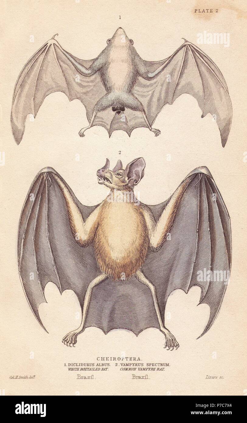 Northern Ghost Bat