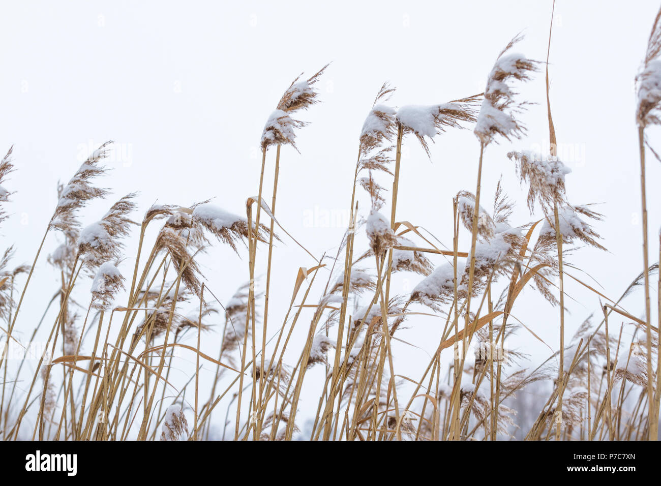 Dry coastal reed cowered with snow, vertical nature background. Winter ...