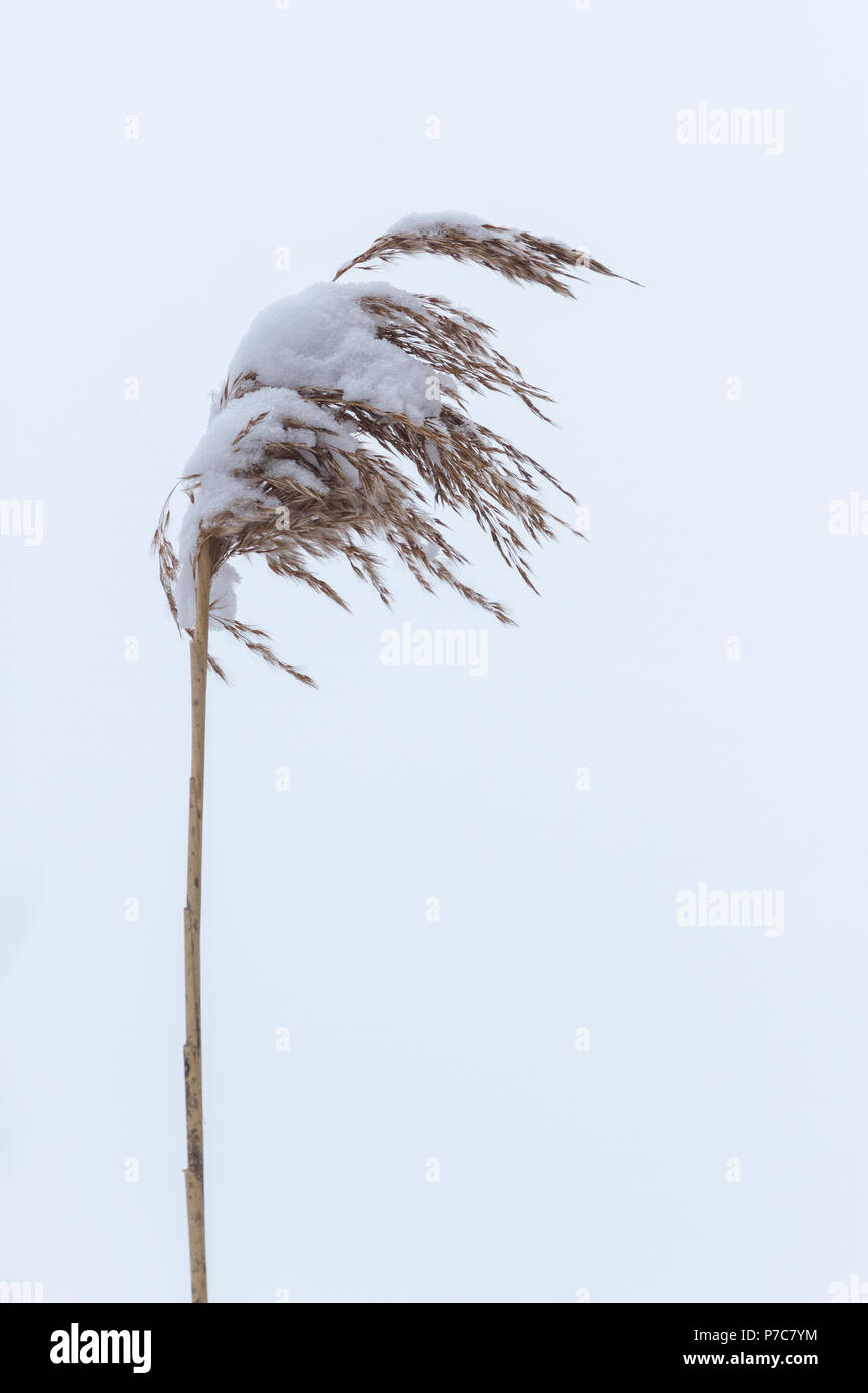 Dry coastal reed cowered with snow, vertical nature background. Winter ...