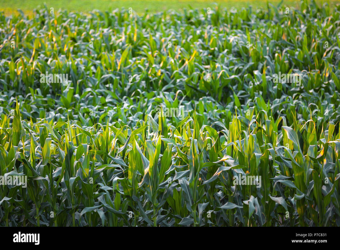 Agriculture in italy hi-res stock photography and images - Alamy