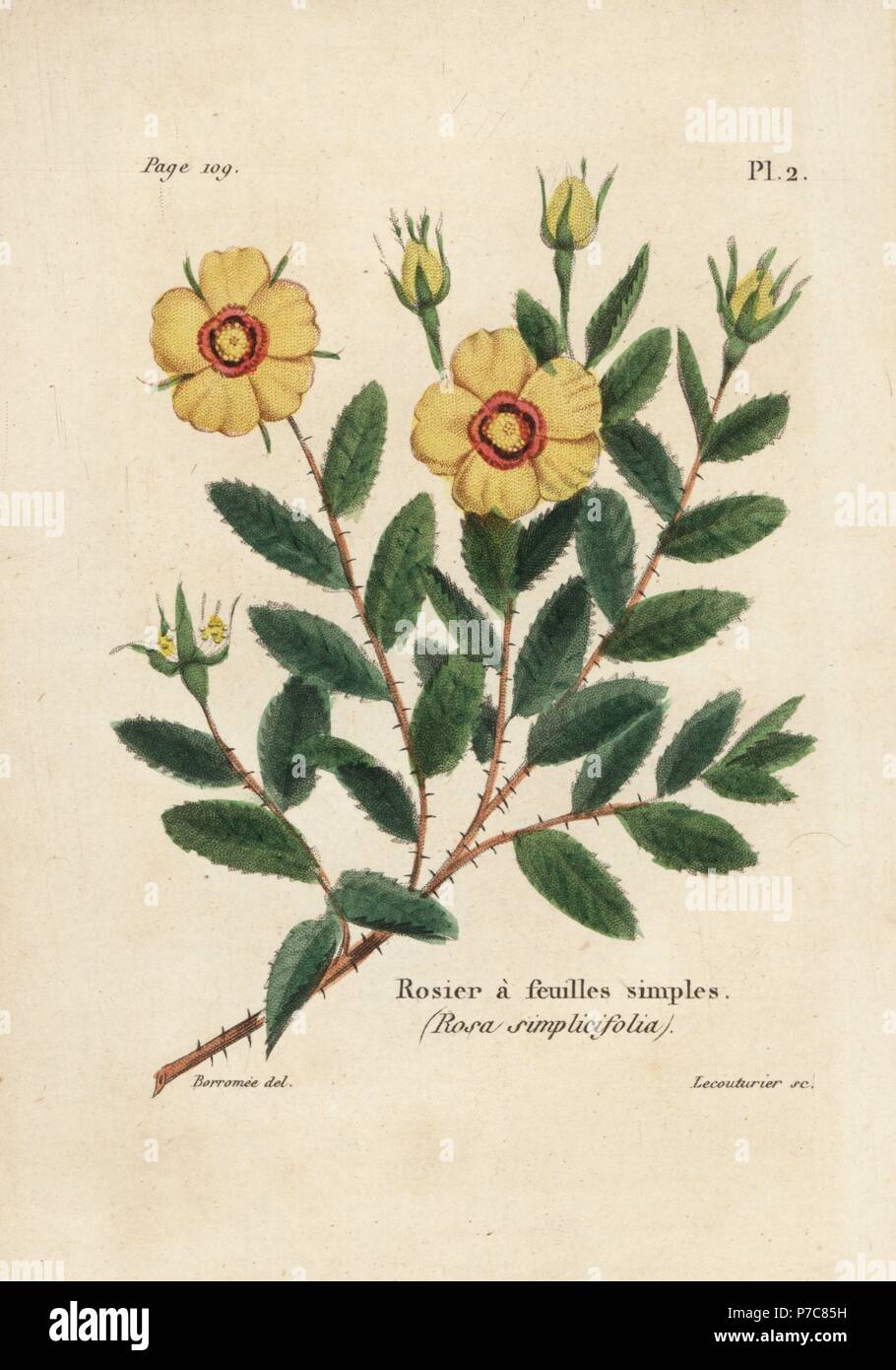 Rosa persica (Rosier a feuilles simples, Rosa simplicifolia ...