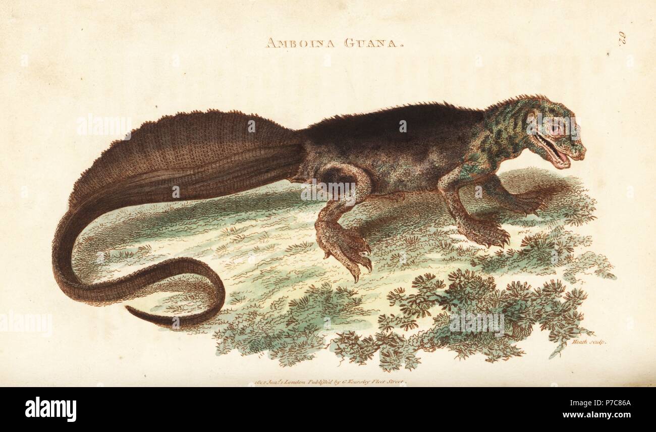 Amboina sailfin lizard, Hydrosaurus amboinensis (Amboina guana, Lacerta ...