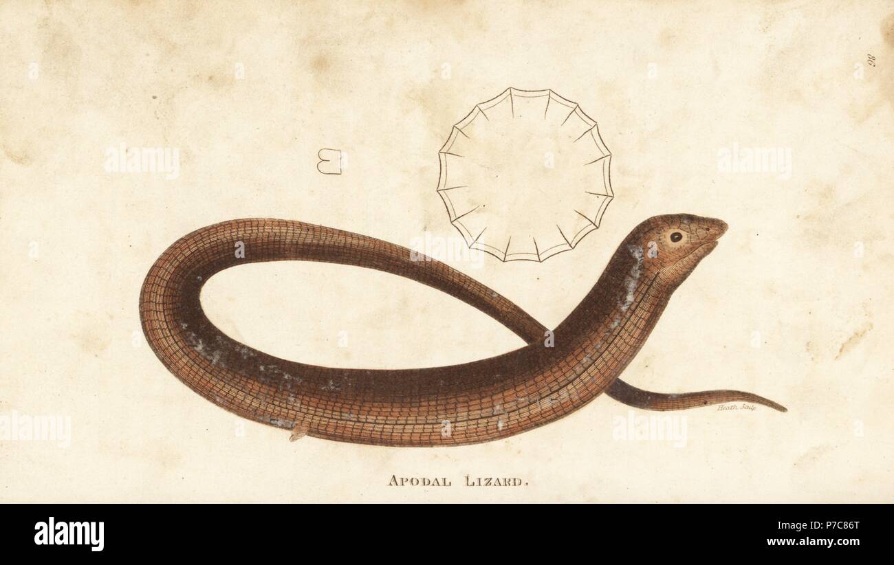 European glass lizard, Pseudopus apodus (apodal lizard, Lacerta apus ...