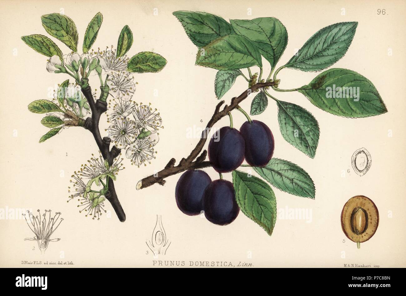 French plum, Prunus domestica. Handcoloured lithograph by Hanhart after ...