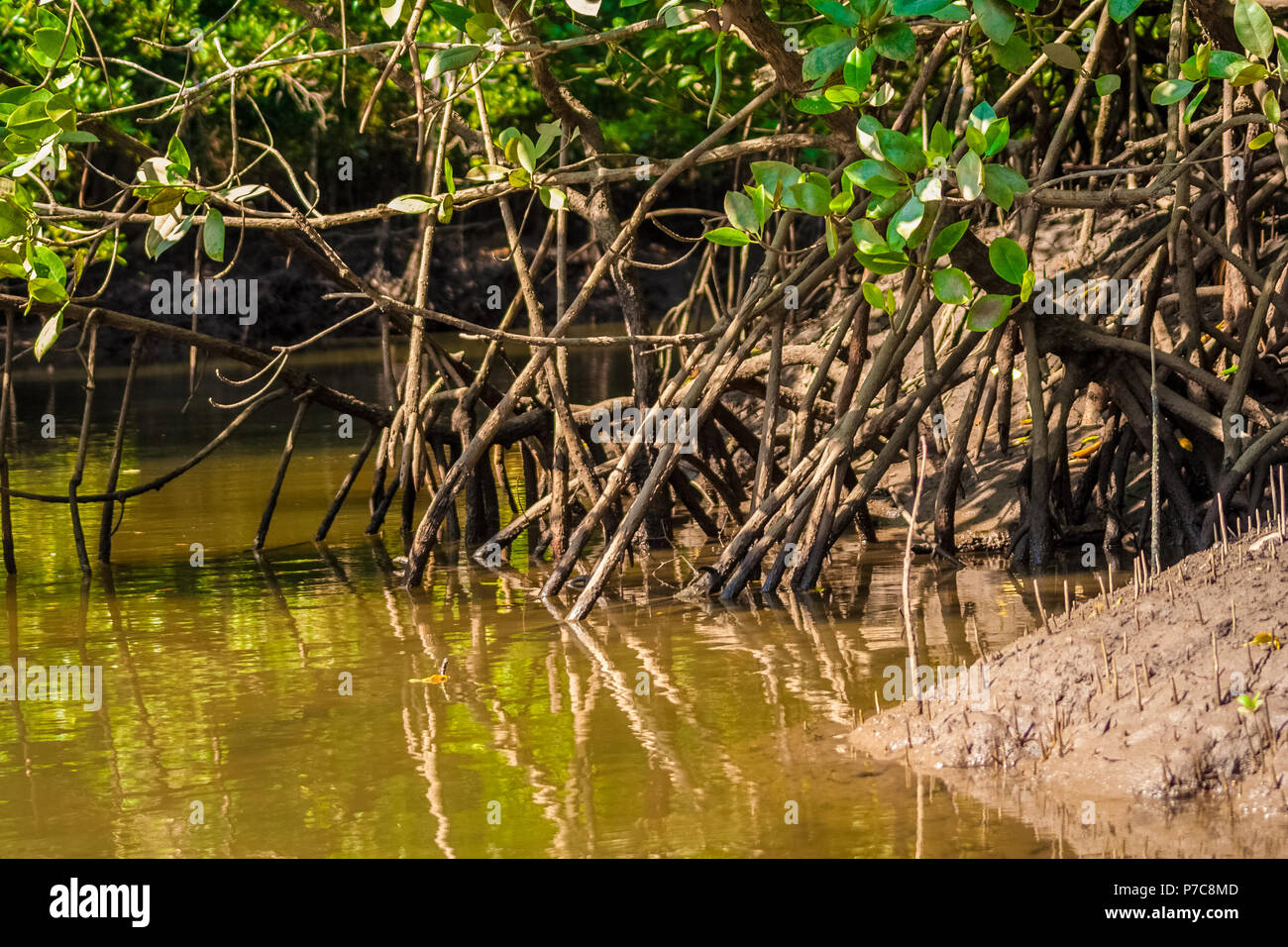 Mangrove aerial roots forest nature hi-res stock photography and images ...