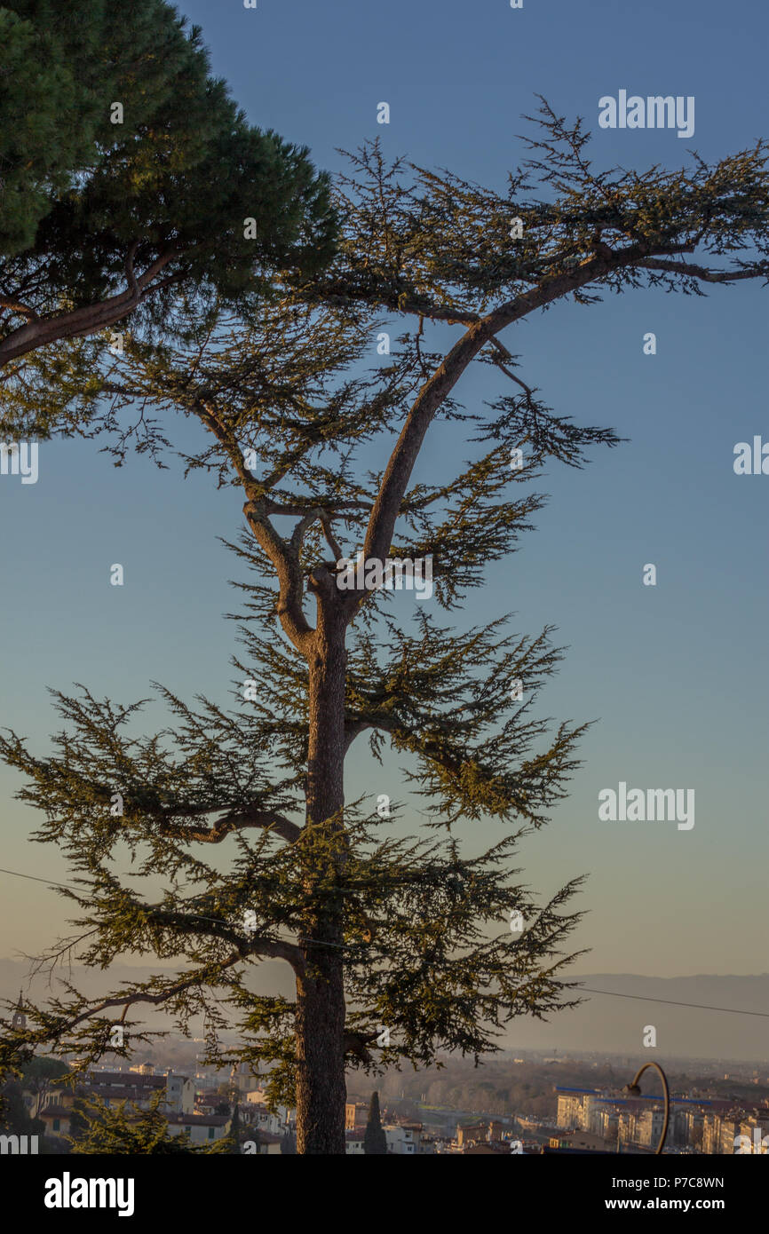 African cedar (cedrus atlantica) hi-res stock photography and images ...