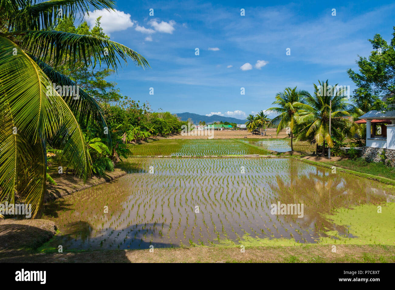 A scenic view of rectangular rice paddy fields with palm trees on a ...