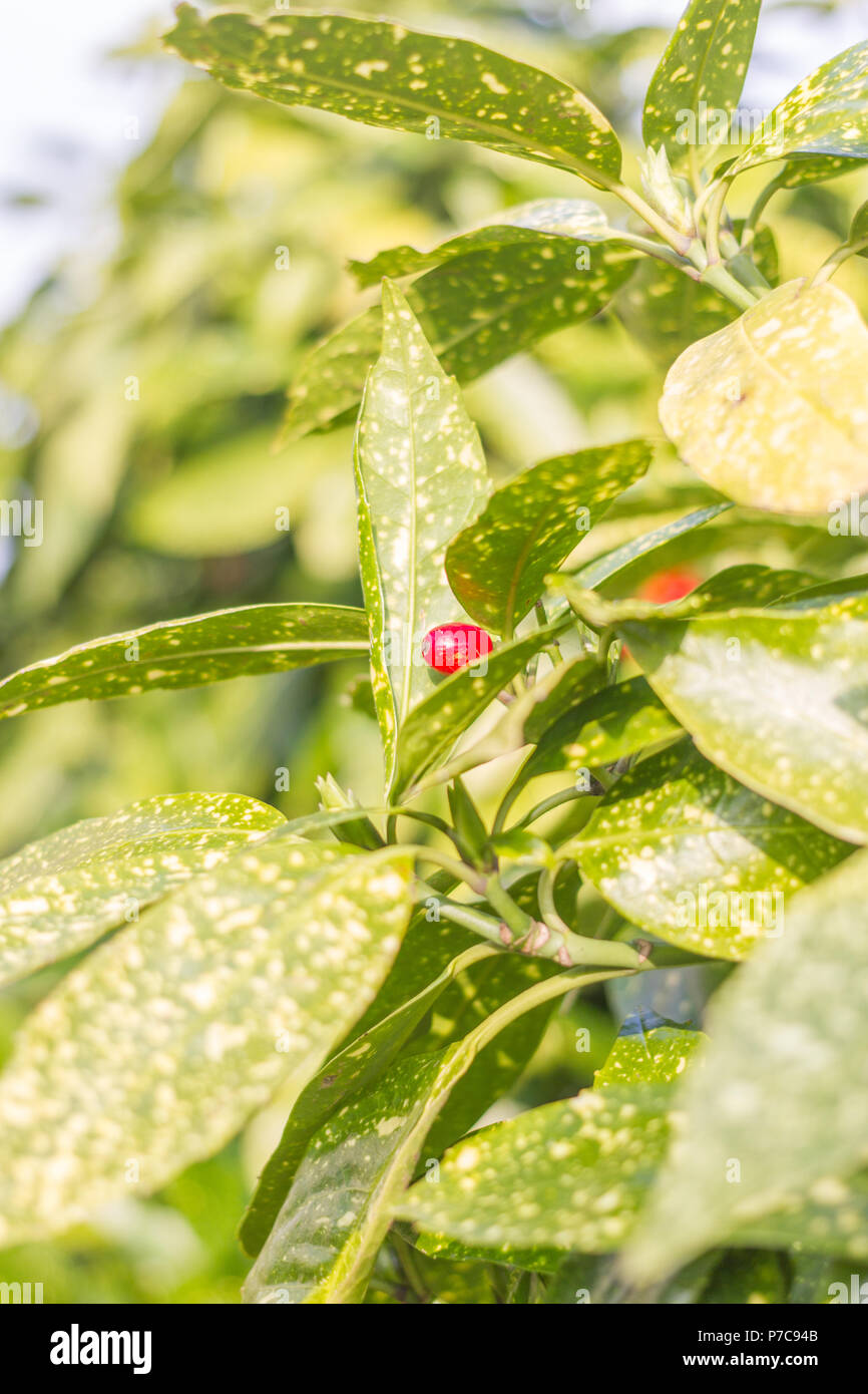 Fruit of the Japanese laurel of the winter garden. Aucuba japonica ...