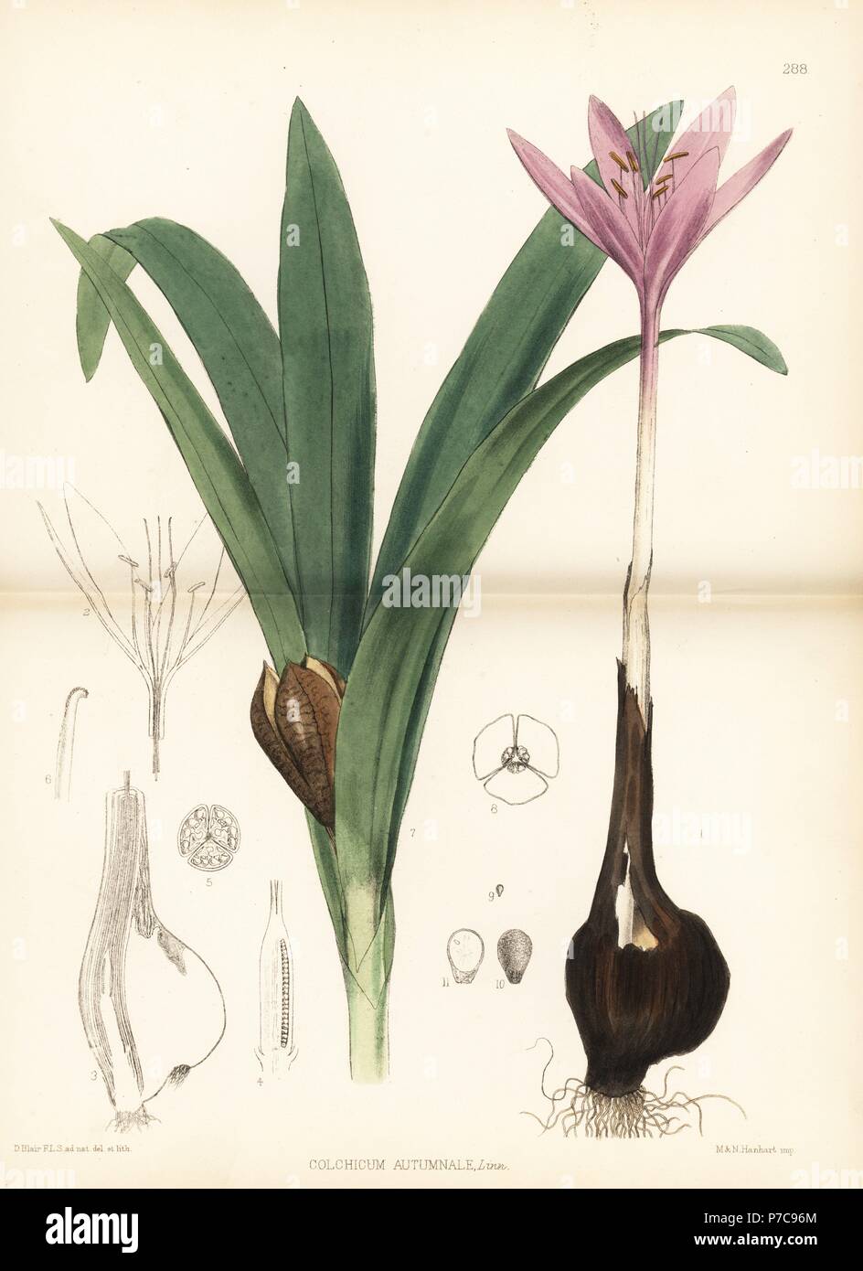 Botanical illustration of colchicum autumnale hi-res stock photography ...
