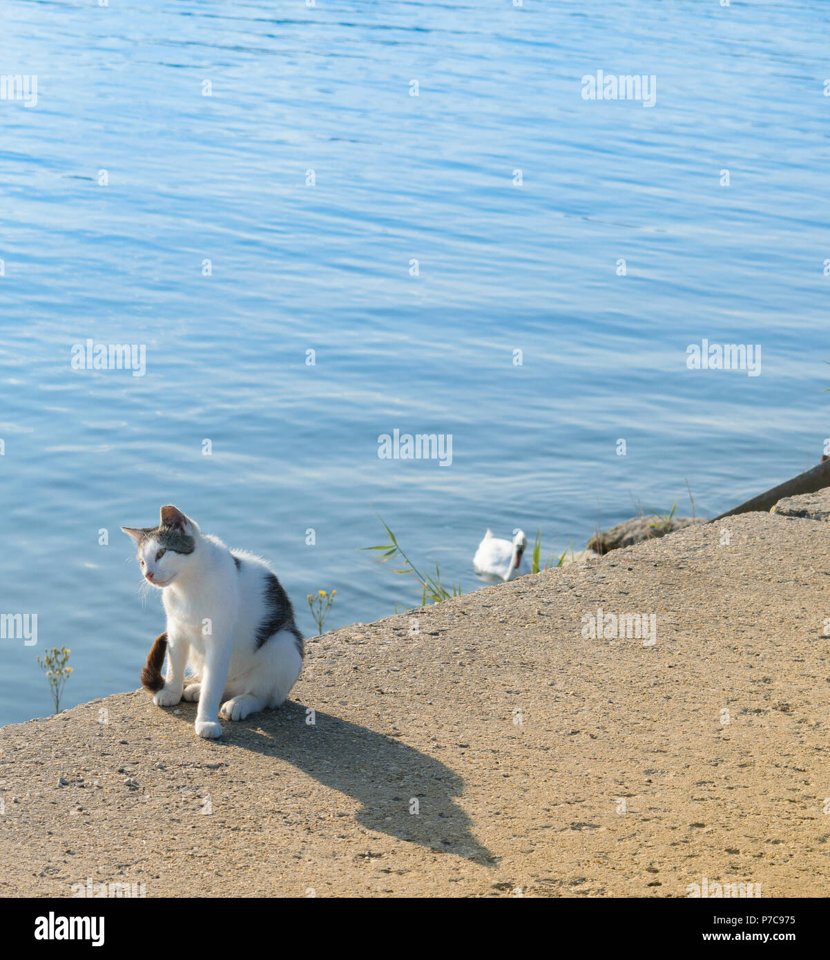Cat summer water hi-res stock photography and images - Alamy