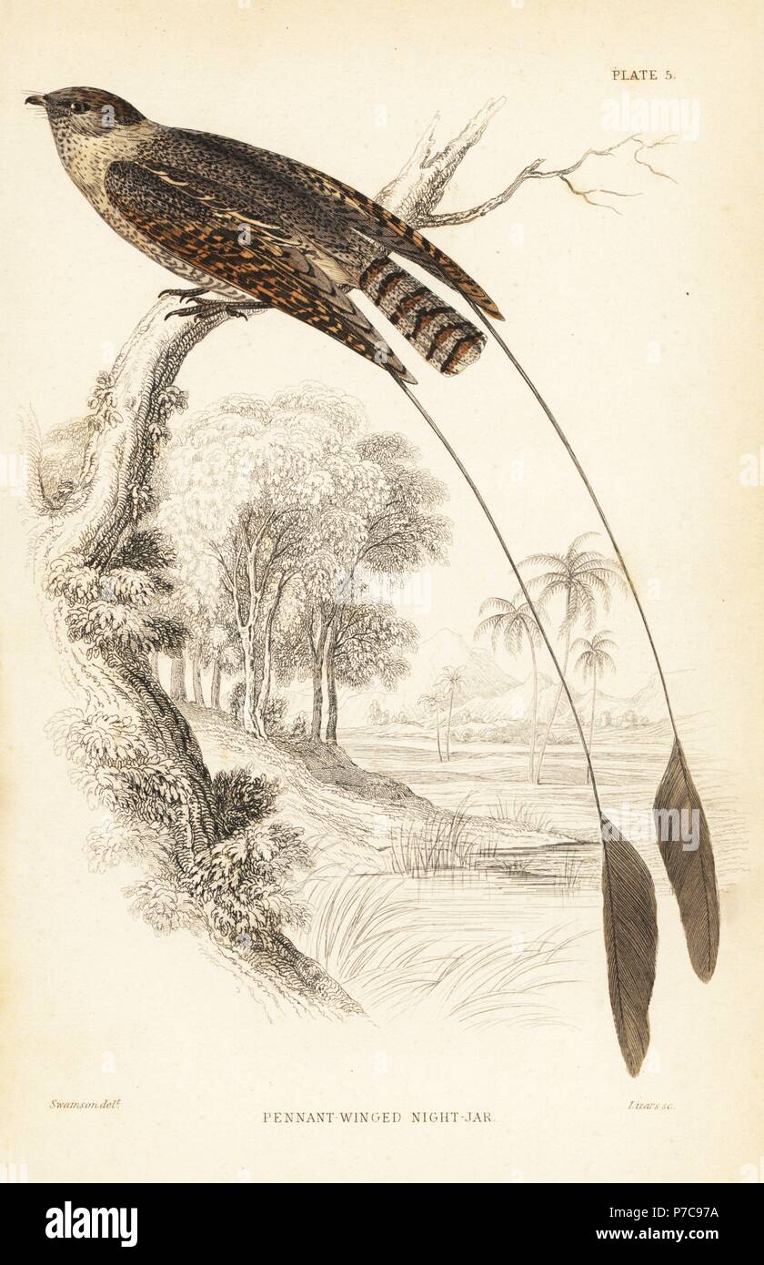 Pennant-winged nightjar, Macrodipteryx vexillarius (Macrodipteryx ...