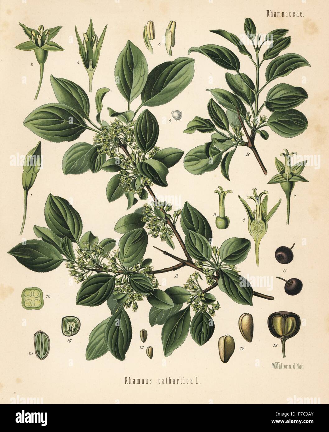 Purging buckthorn, Rhamnus cathartica. Chromolithograph after a ...