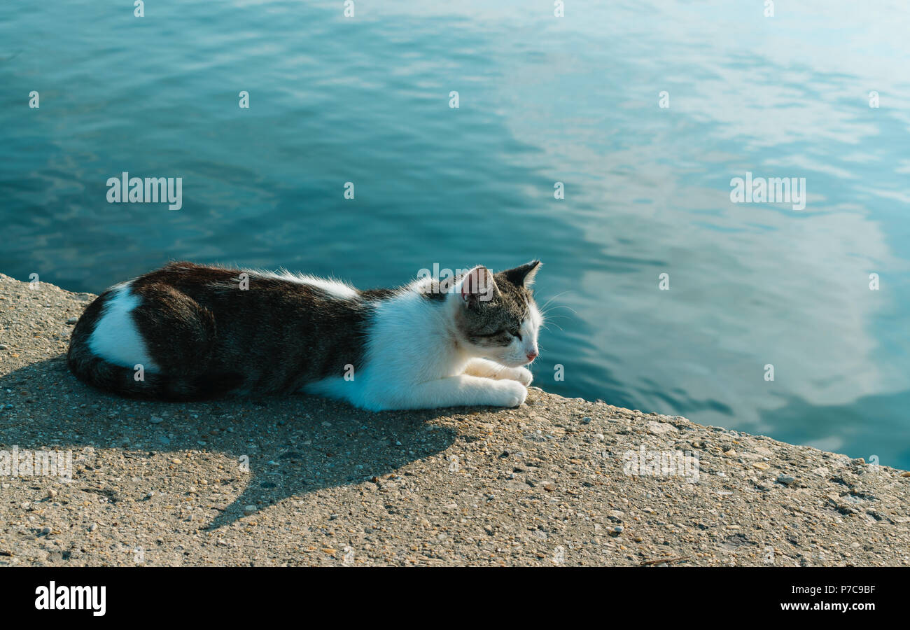 Cat and seascape hi-res stock photography and images - Alamy
