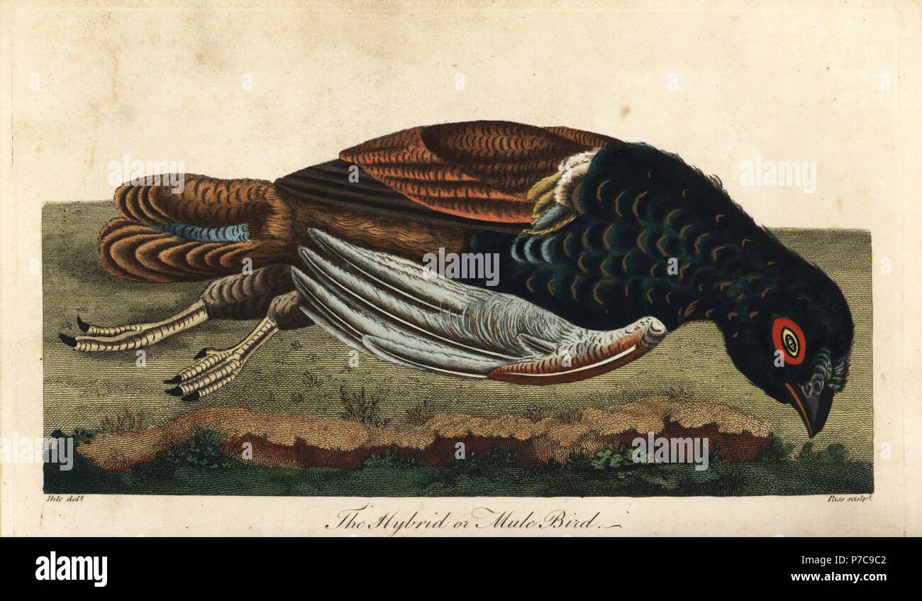 Farnham park engraving hi-res stock photography and images - Alamy