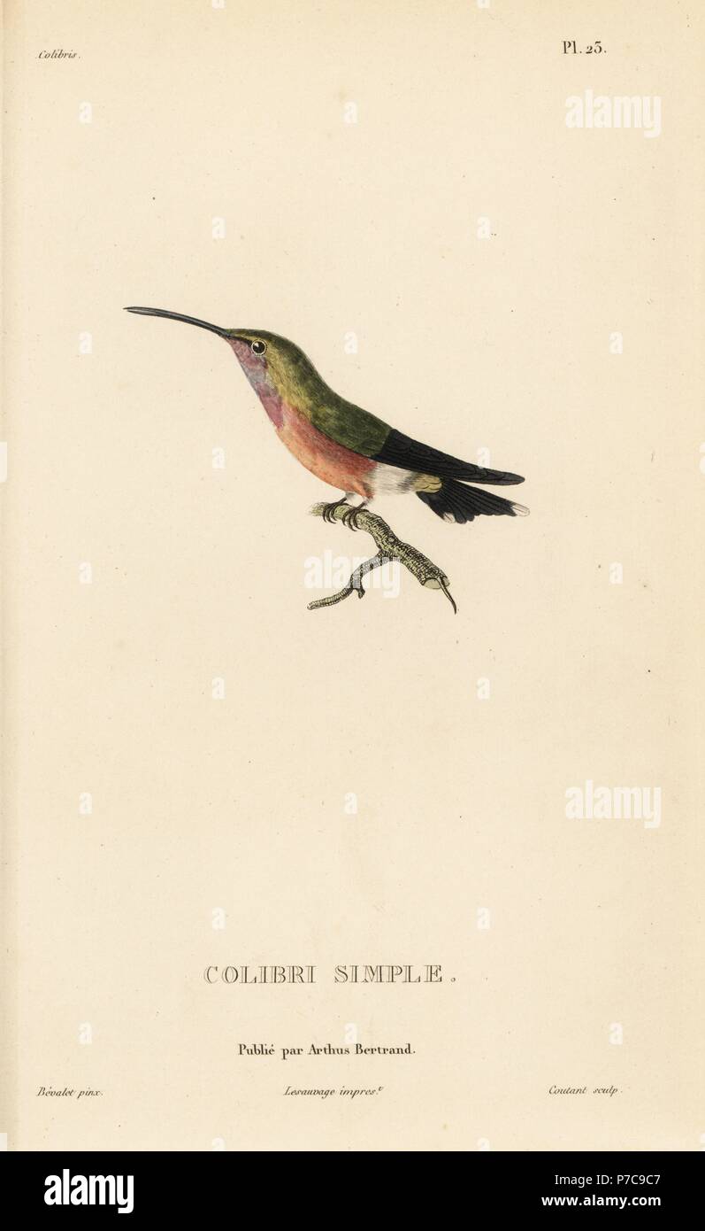 Lucifer sheartail, Calothorax lucifer (Colibri simple, Trochilus ...