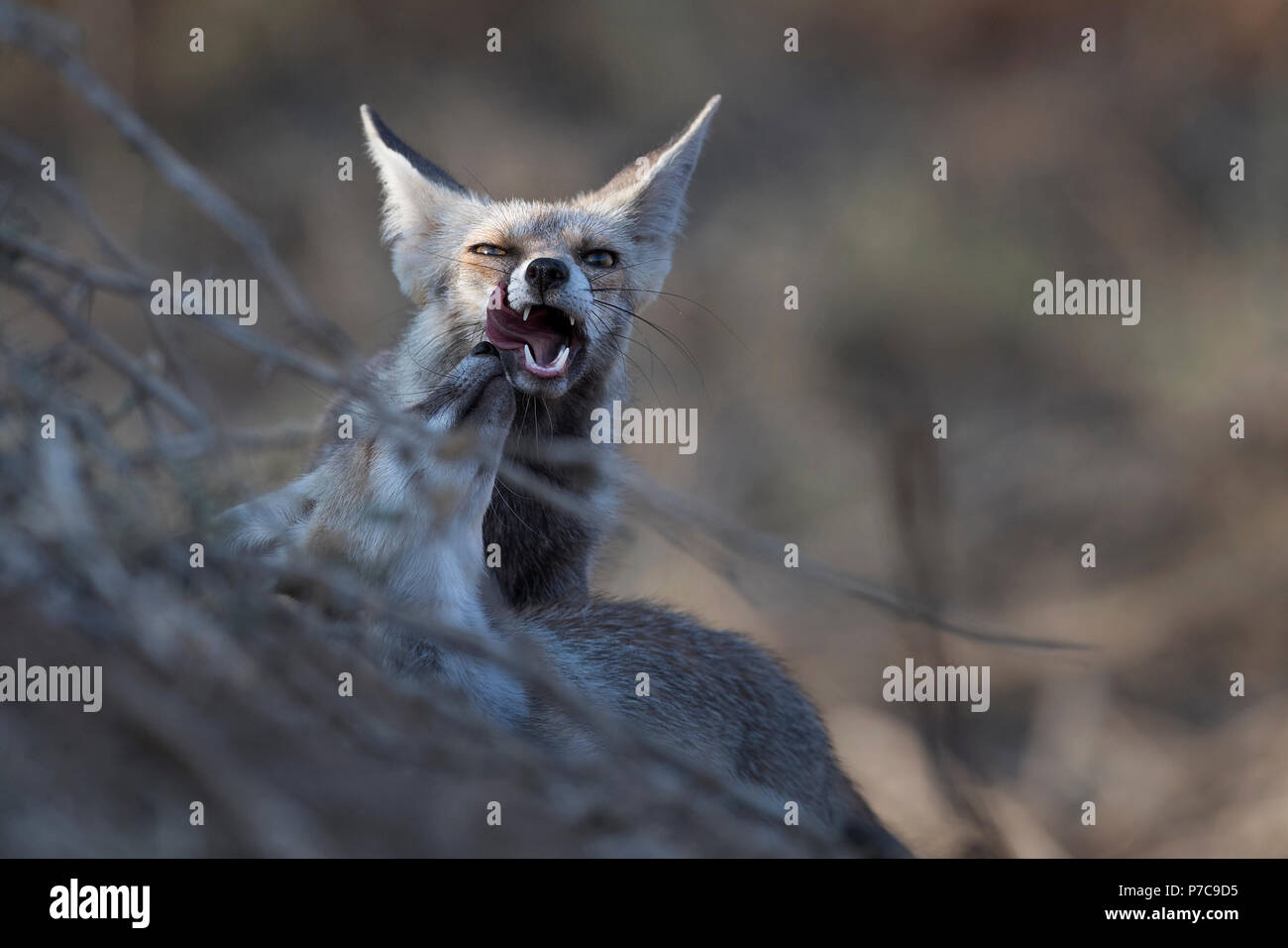 Snarling fox hi-res stock photography and images - Alamy