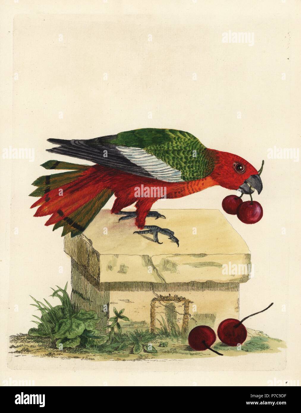 Black-winged Parrot, Hapalopsittaca melanotis (Black-winged parroquet ...