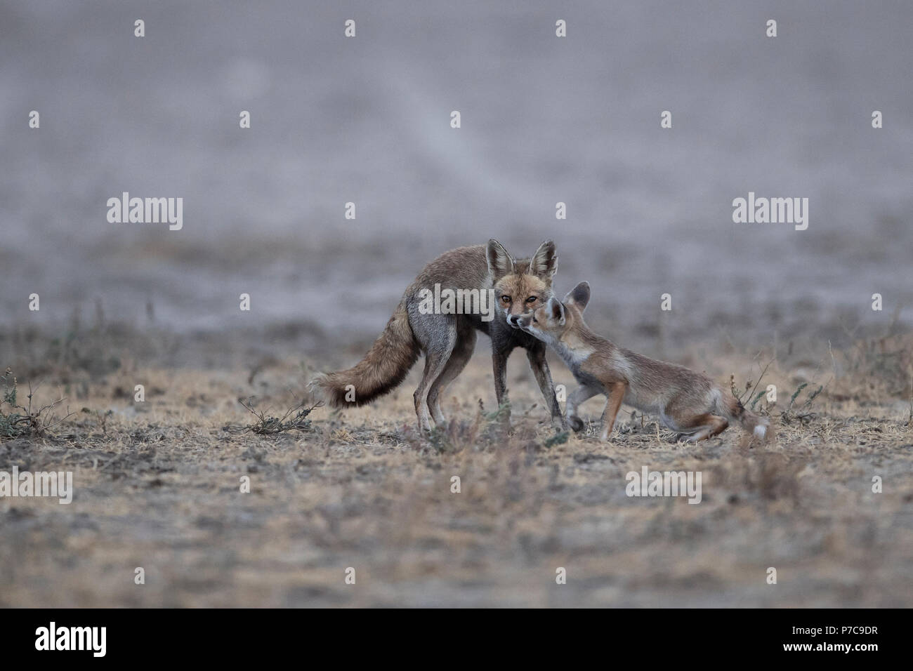 The image of Desert fox or white-footed fox (Vulpes vulpes pusilla ...