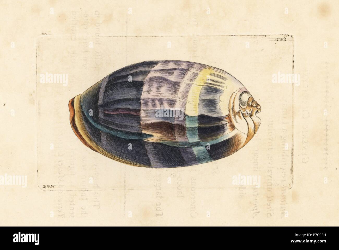 Measled cowrie, Macrocypraea zebra (Zebra cowry, Cypraea zebra ...