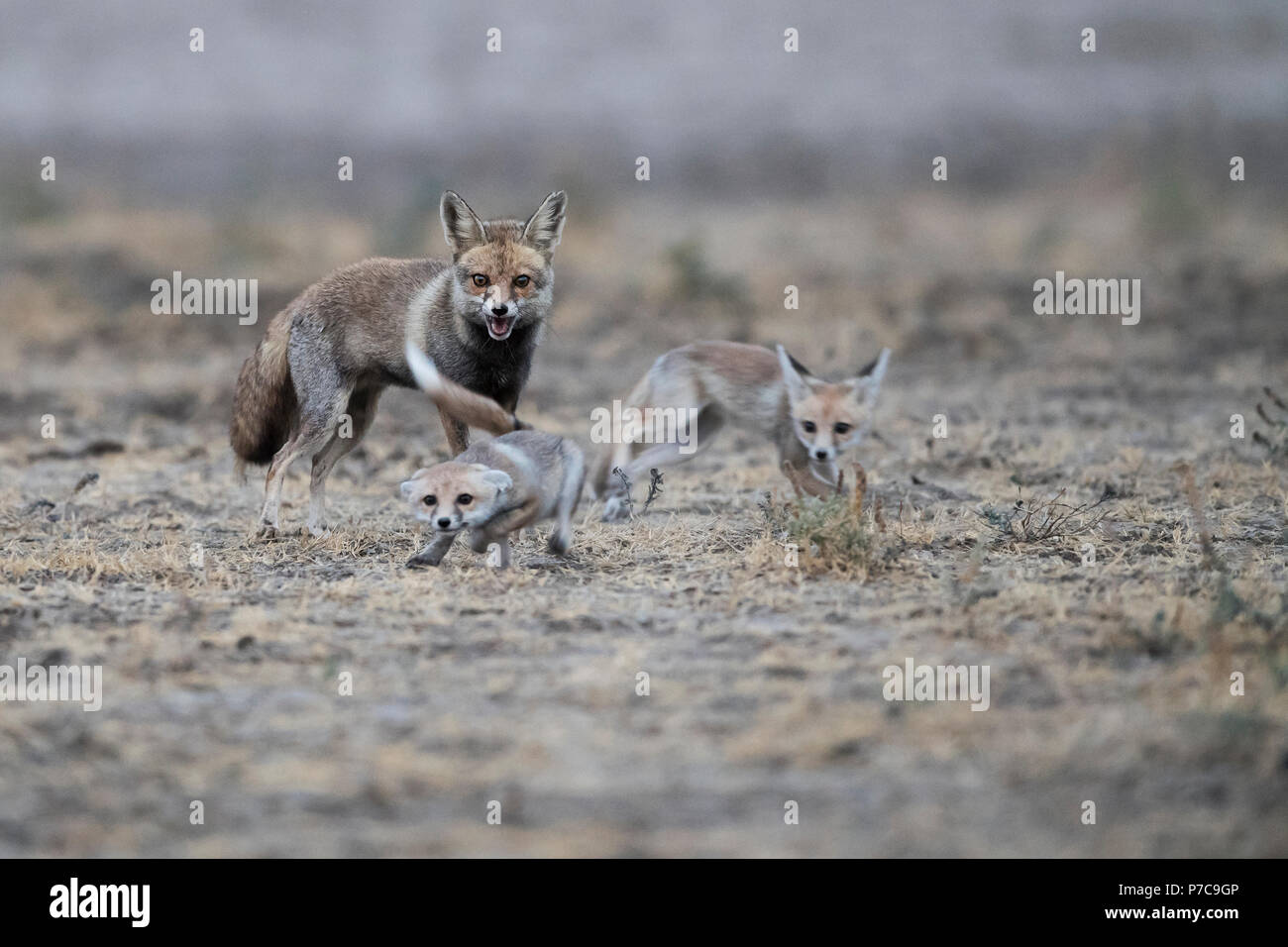 The image of Desert fox or white-footed fox (Vulpes vulpes pusilla ...