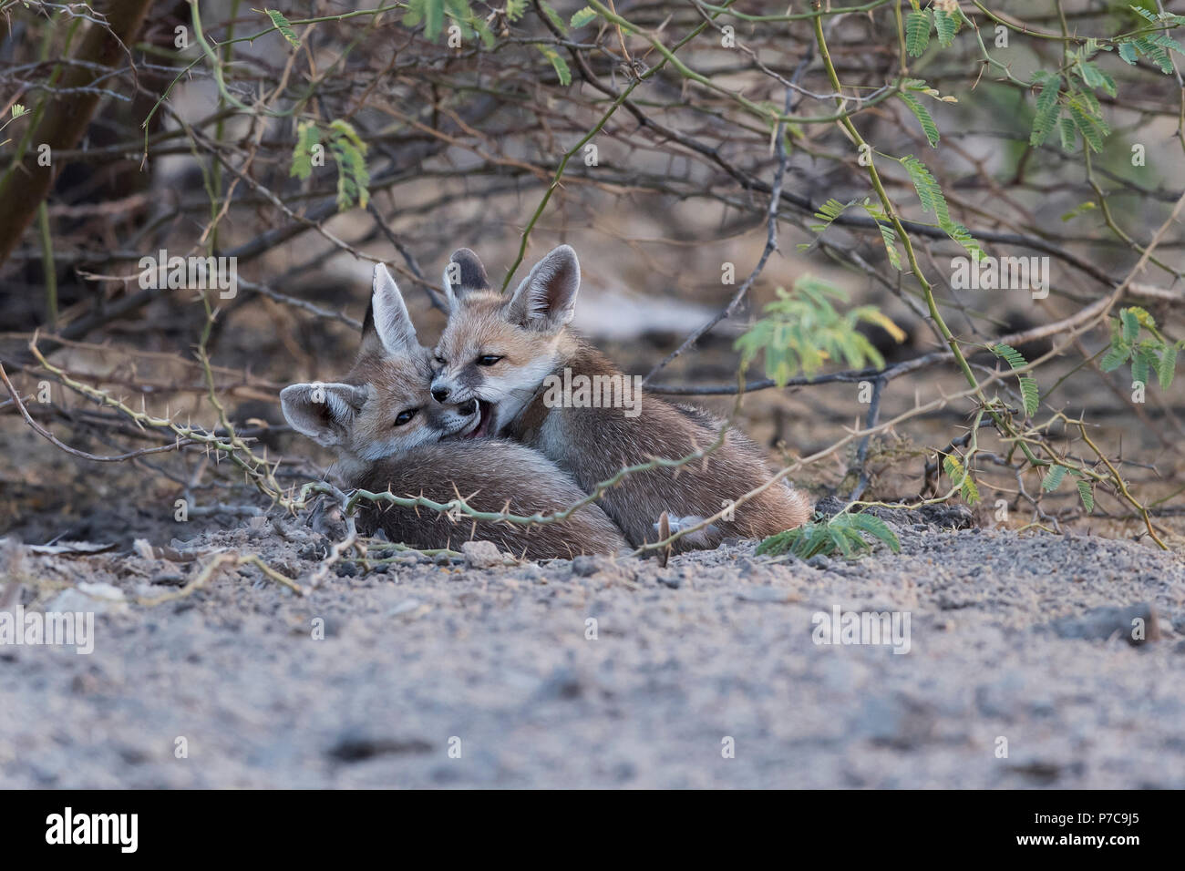 The image of Desert fox or white-footed fox (Vulpes vulpes pusilla ...