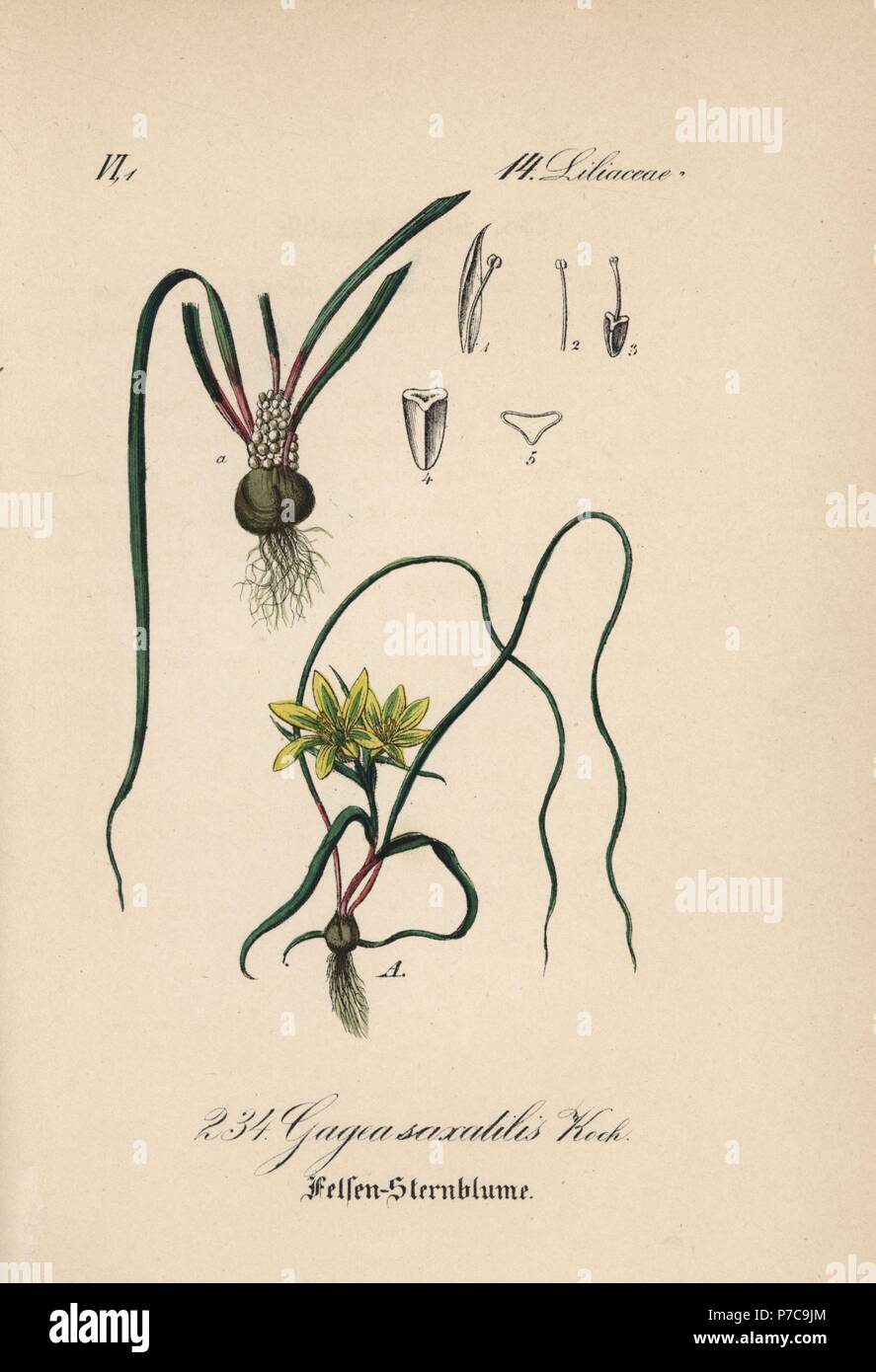 Early Star-of-Bethlehem, Gagea bohemica (Gagea saxalites). Handcoloured ...