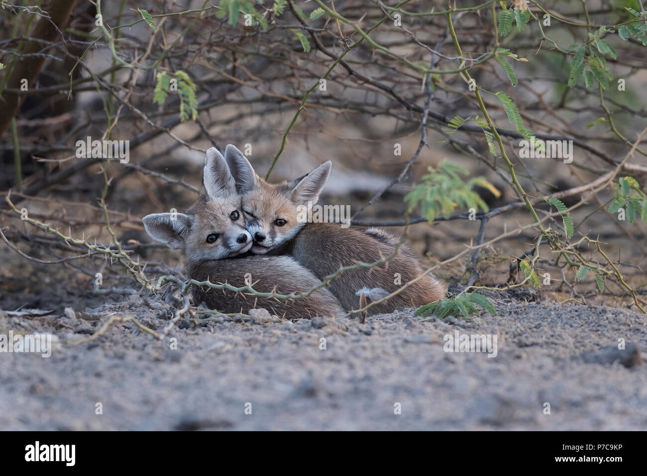 The image of Desert fox or white-footed fox (Vulpes vulpes pusilla ...