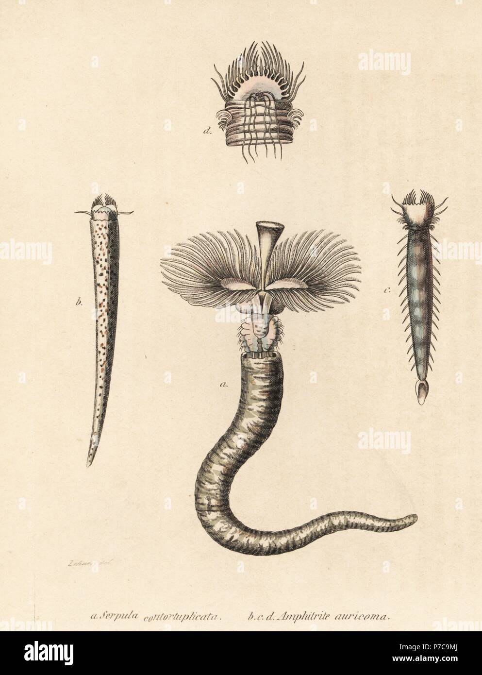 Tubeworm Serpula Vermicularis Serpula Contortuplicata High Resolution ...