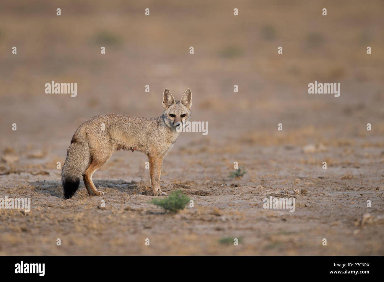The image of Bengal fox (Vulpes bengalensis) was taken in Kutch ...